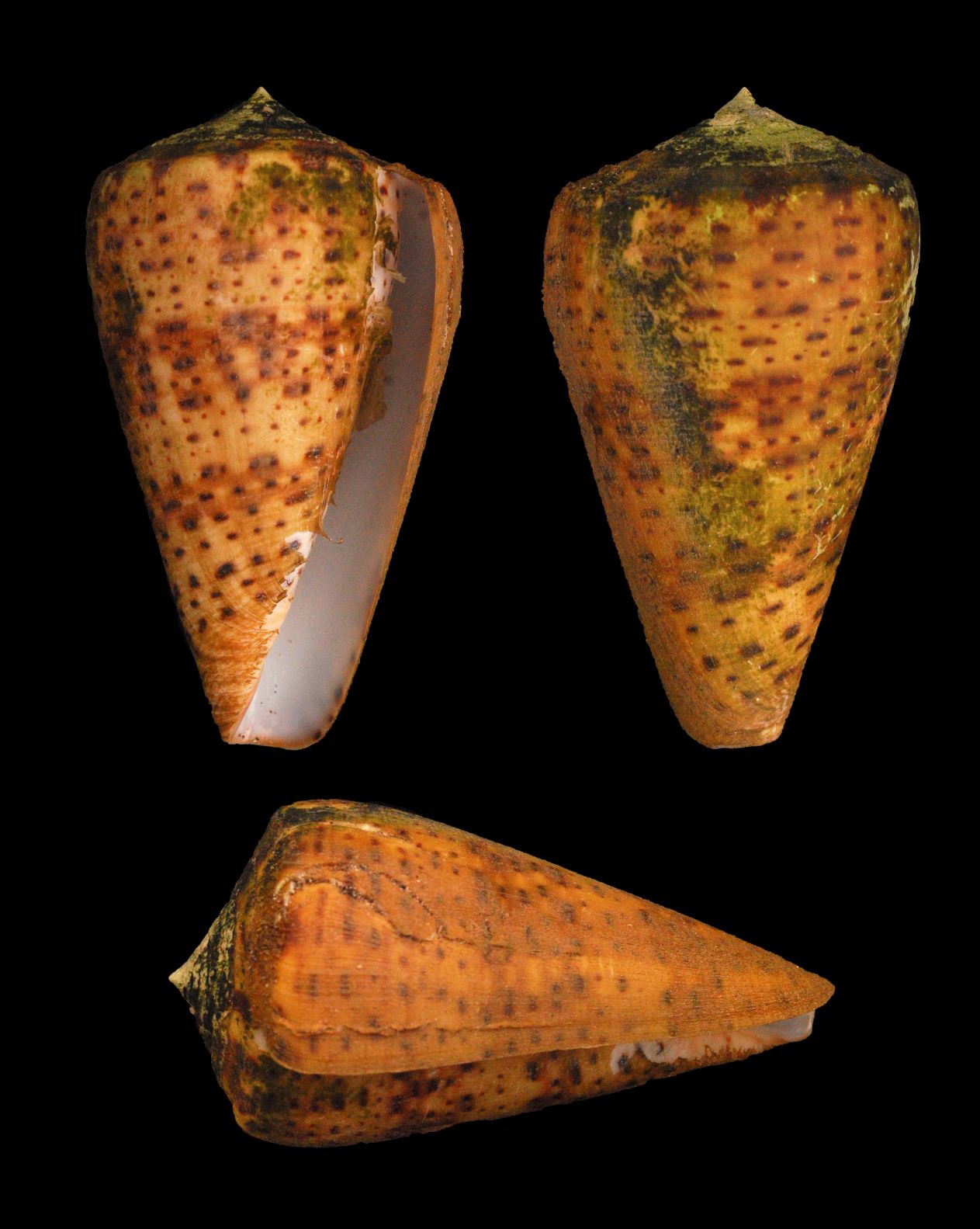 Conus pulcher (Cono) - REDPROMAR